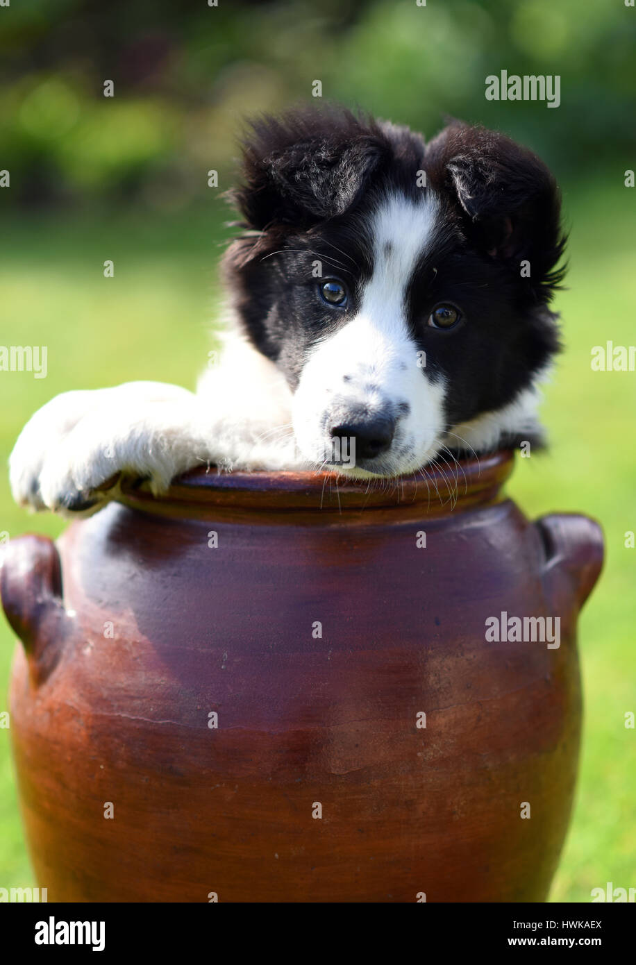 Cute border collie puppy in garden pot Uk Stock Photo - Alamy