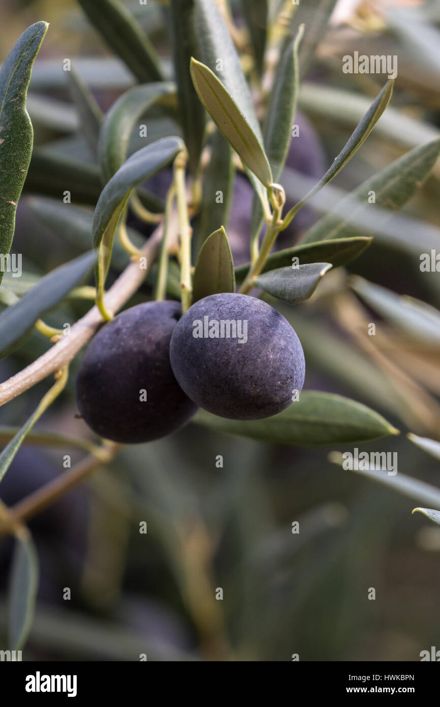 fresh raw olives with a dark purple color hanging from a branch waiting ...