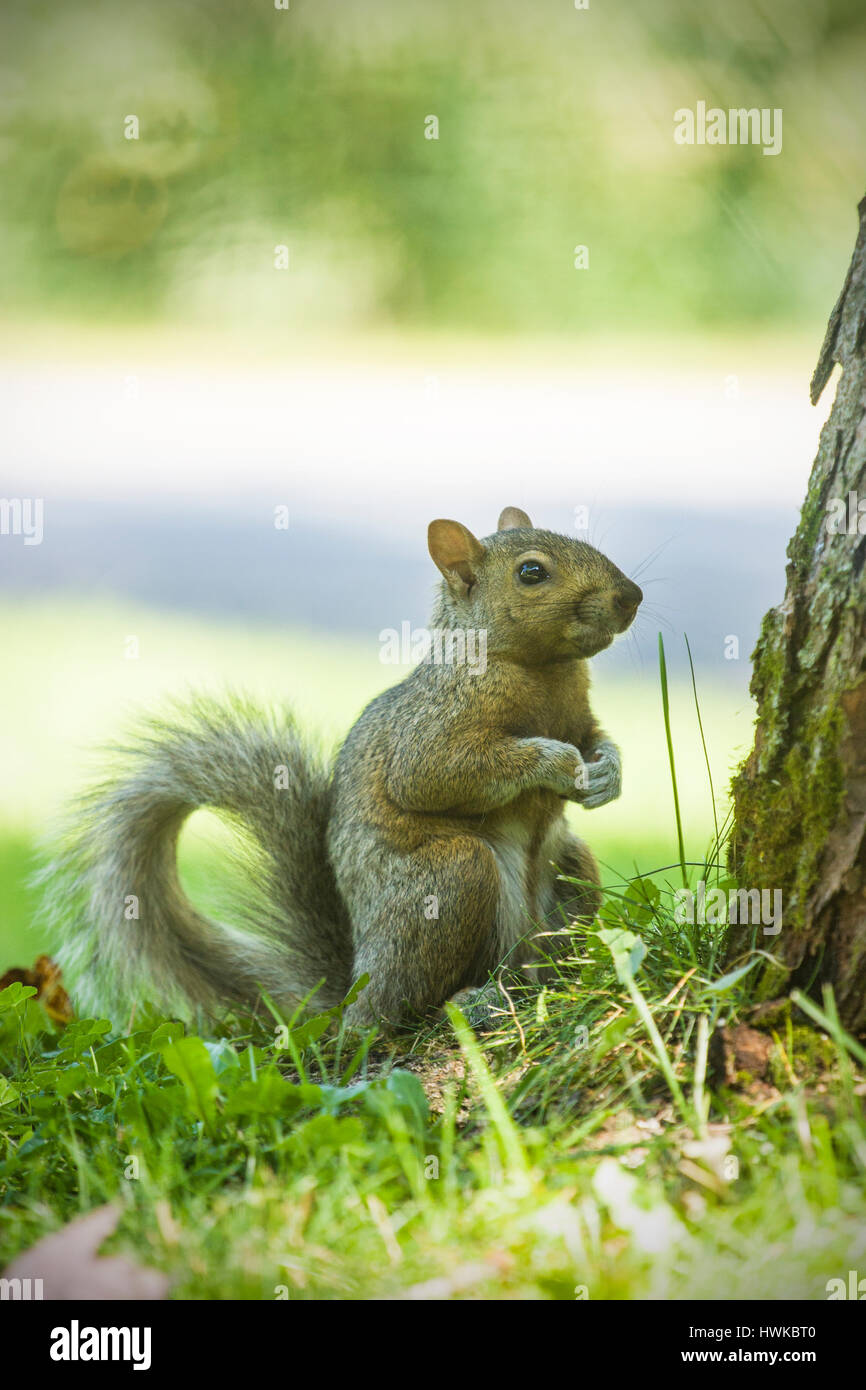 squirrel on the grass Stock Photo - Alamy