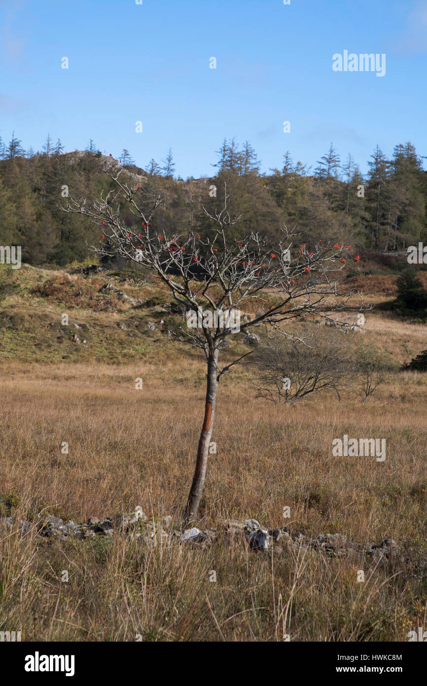 English ash tree leaf hi-res stock photography and images - Alamy