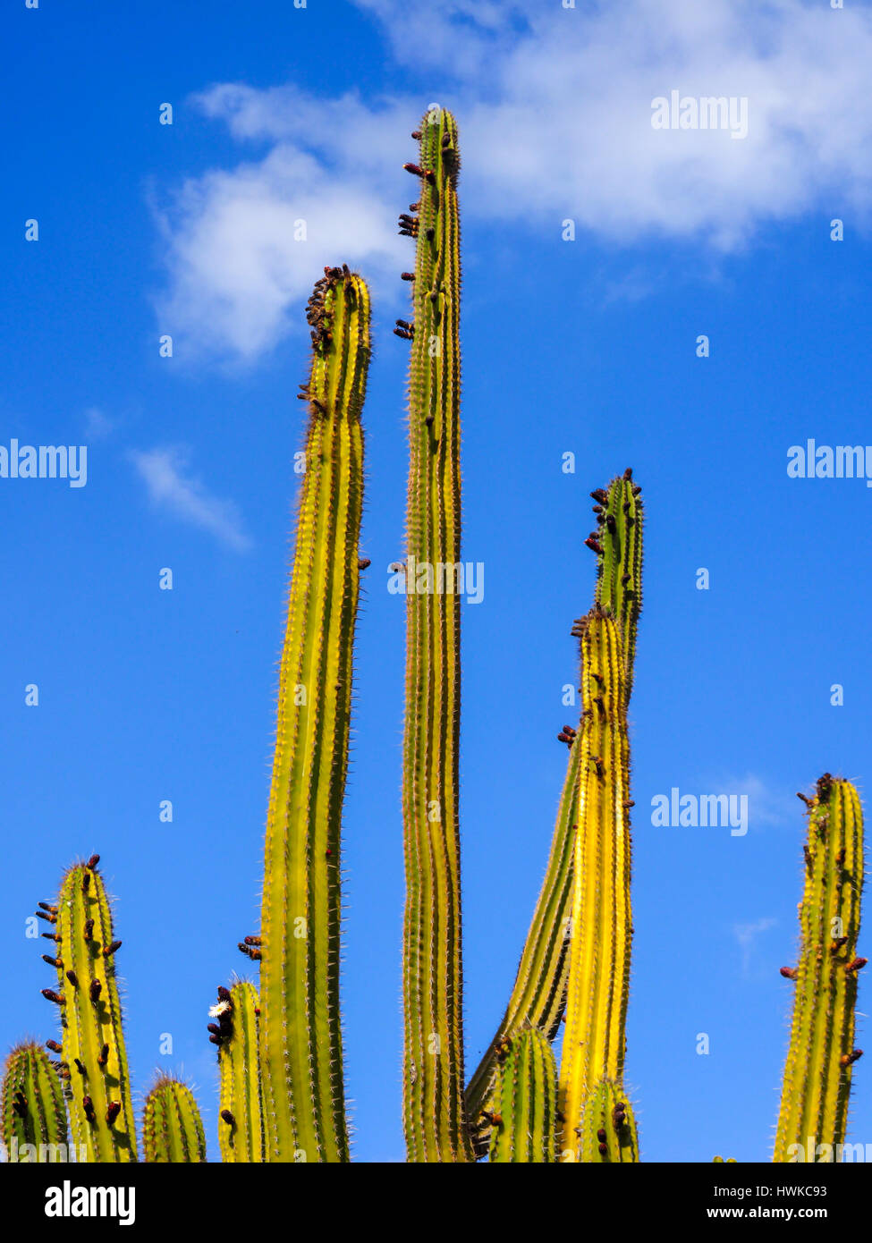 Columniform cactus hi-res stock photography and images - Alamy