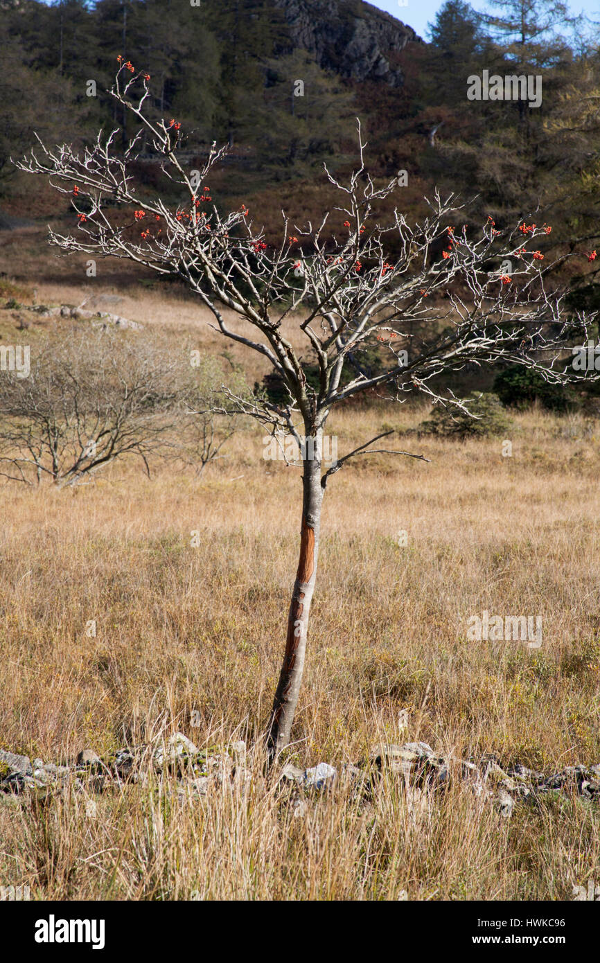 Rowan Tree with berries after leaf fall Autumn Tarn Hows lying between ...