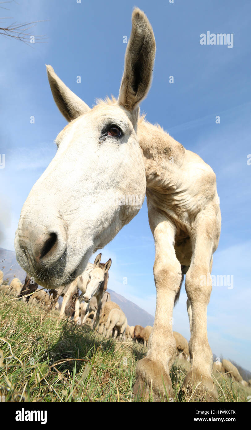 cute donkey with very long ears photographed with a fisheye lens Stock ...