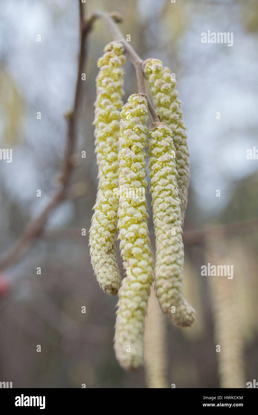 common hazel in bloom, schwaebisch hall, Hohenlohe region, Baden ...