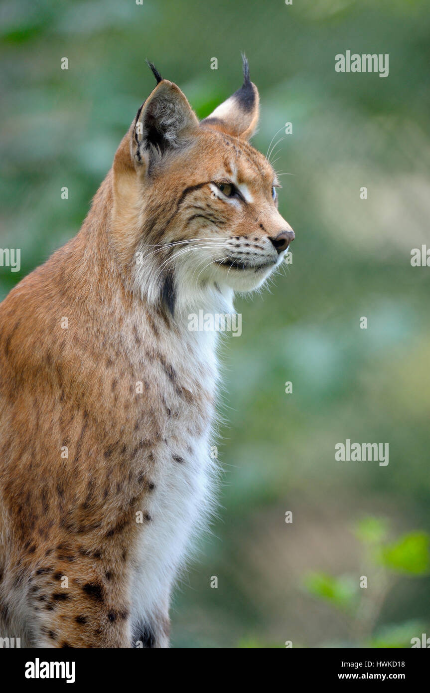 Eurasian lynx, august, captive, Germany, , Lynx lynx Stock Photo - Alamy