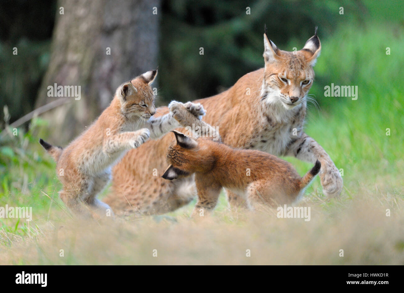 Eurasian lynx, female and cubs, august, captive, Germany, , Lynx lynx ...