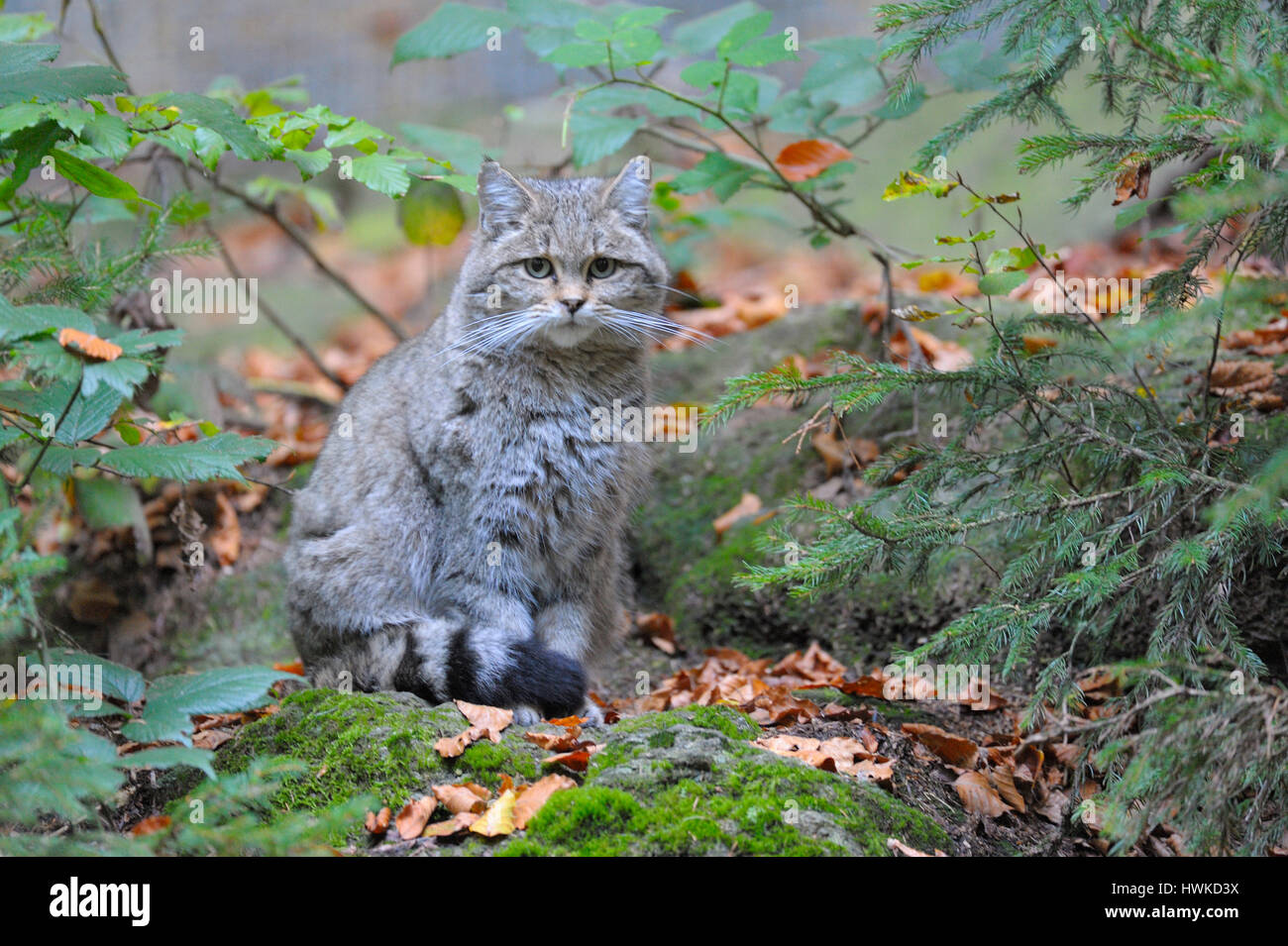 Wildcat, october, captive, Bavarian Forest National Park, Germany ...