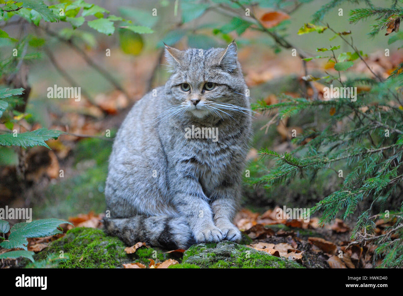 Forest Wildcat Felis Stock Photos & Forest Wildcat Felis Stock Images ...