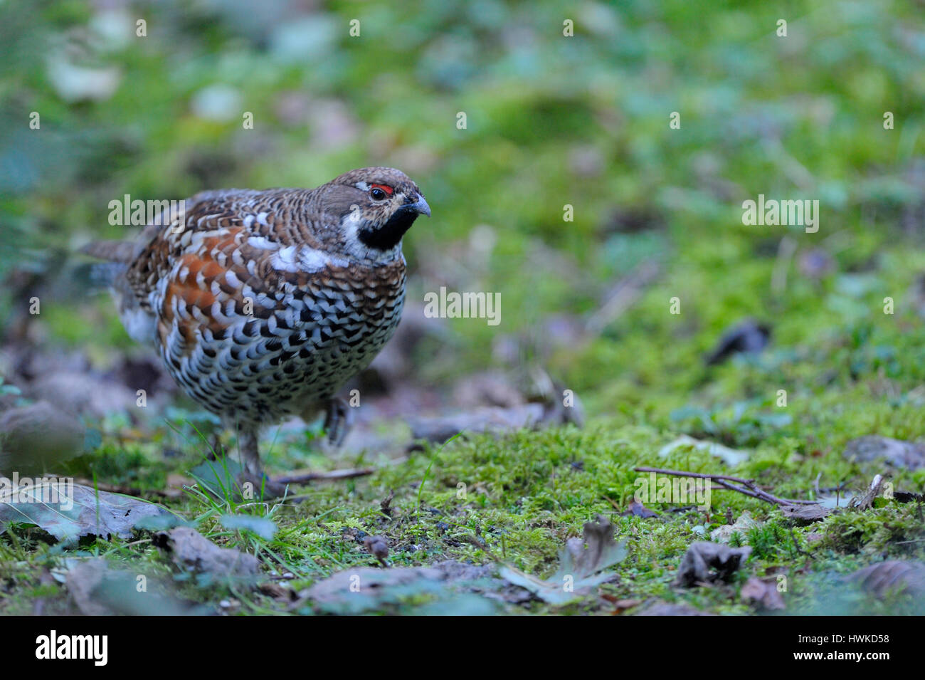 Hazel grouse, male, captive, october, Bavarian Forest National Park ...