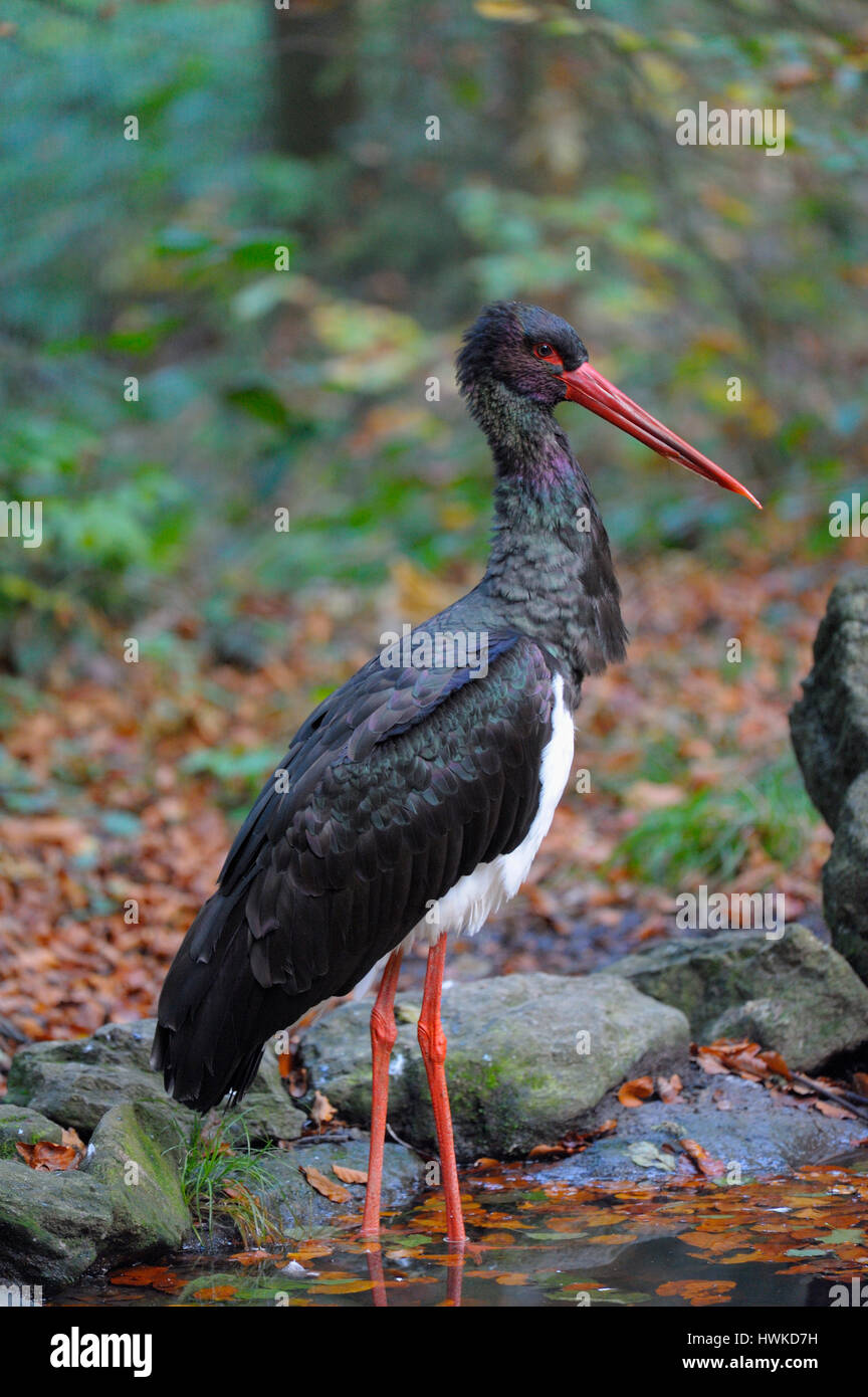 Black storck, october, captive, Bavarian Forest National Park, Germany ...