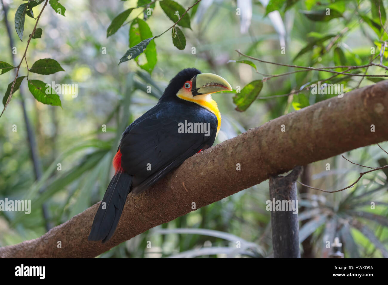 Red breasted toucan hi-res stock photography and images - Alamy