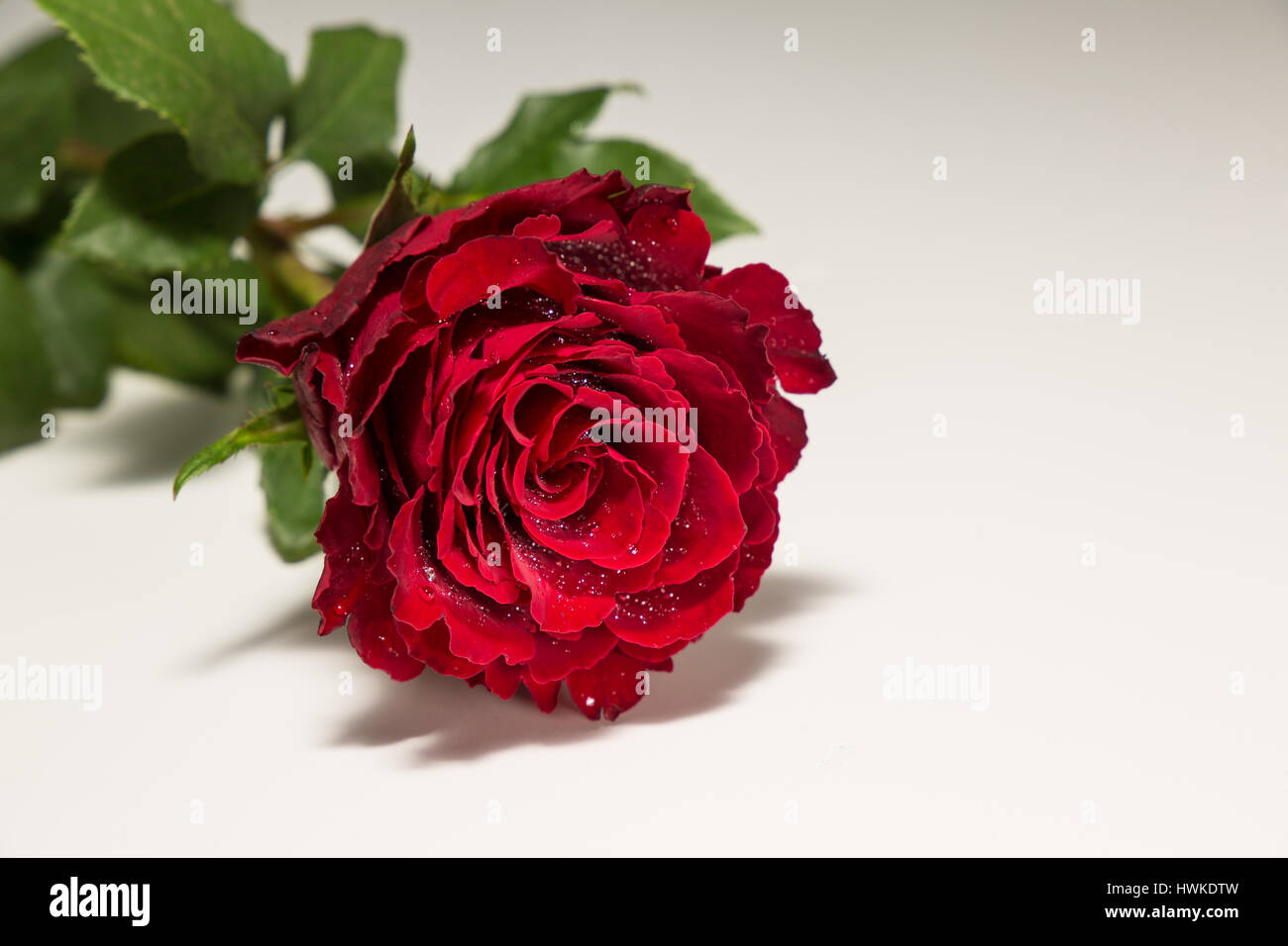 Red Rose, white background Stock Photo - Alamy