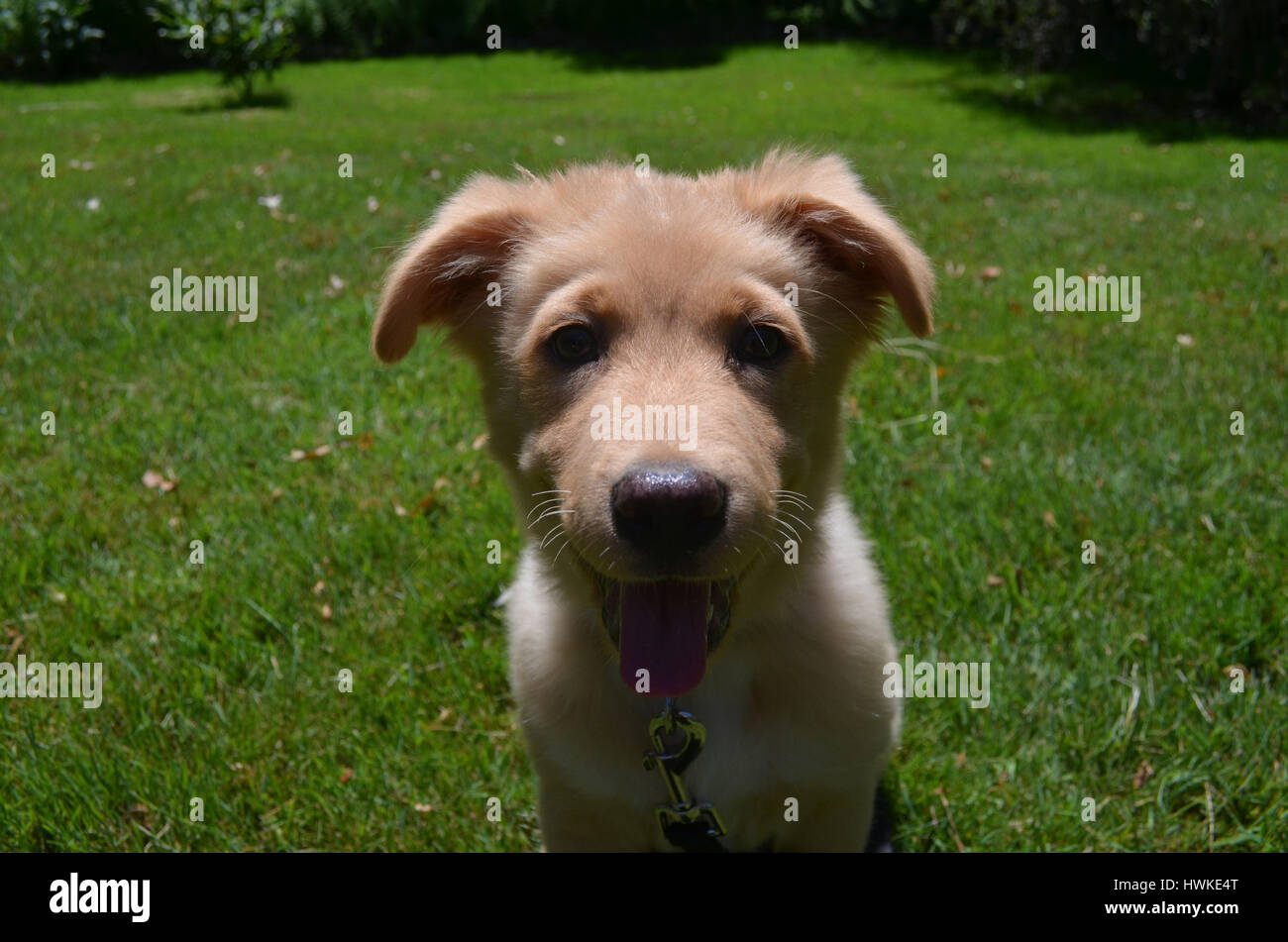 Adorable face of a Little Red Duck Dog sitting in a grass field Stock ...