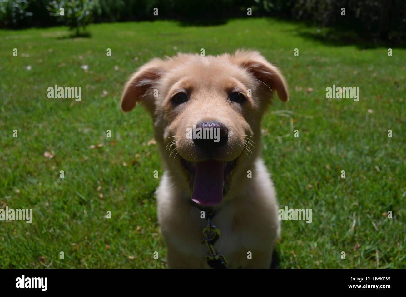 Huge grinning face of a toller puppy dog sitting in a lush green lawn ...