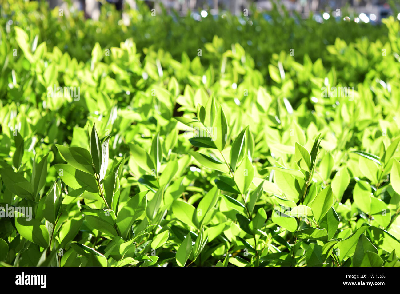 Fresh grown field of plants Stock Photo - Alamy