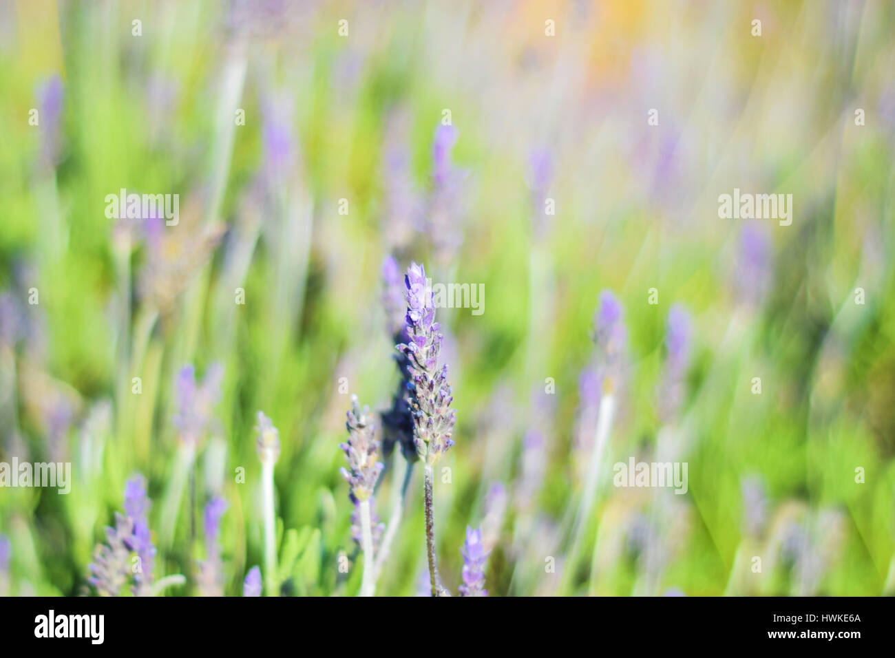 Field of purple levander flowers Stock Photo - Alamy