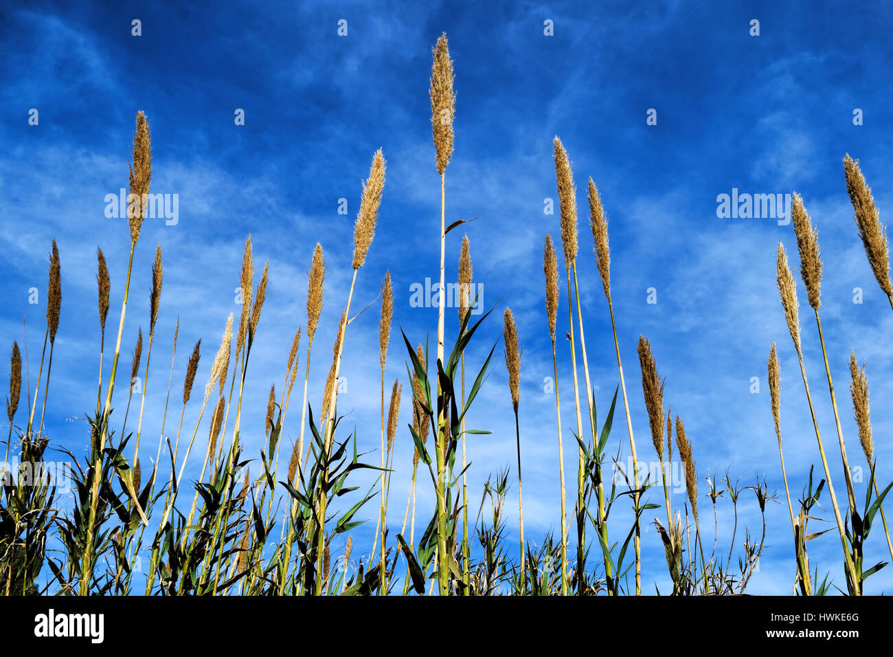 Field of reed in front of blue sky Stock Photo - Alamy
