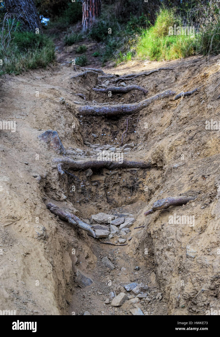 Running like tree hi-res stock photography and images - Alamy
