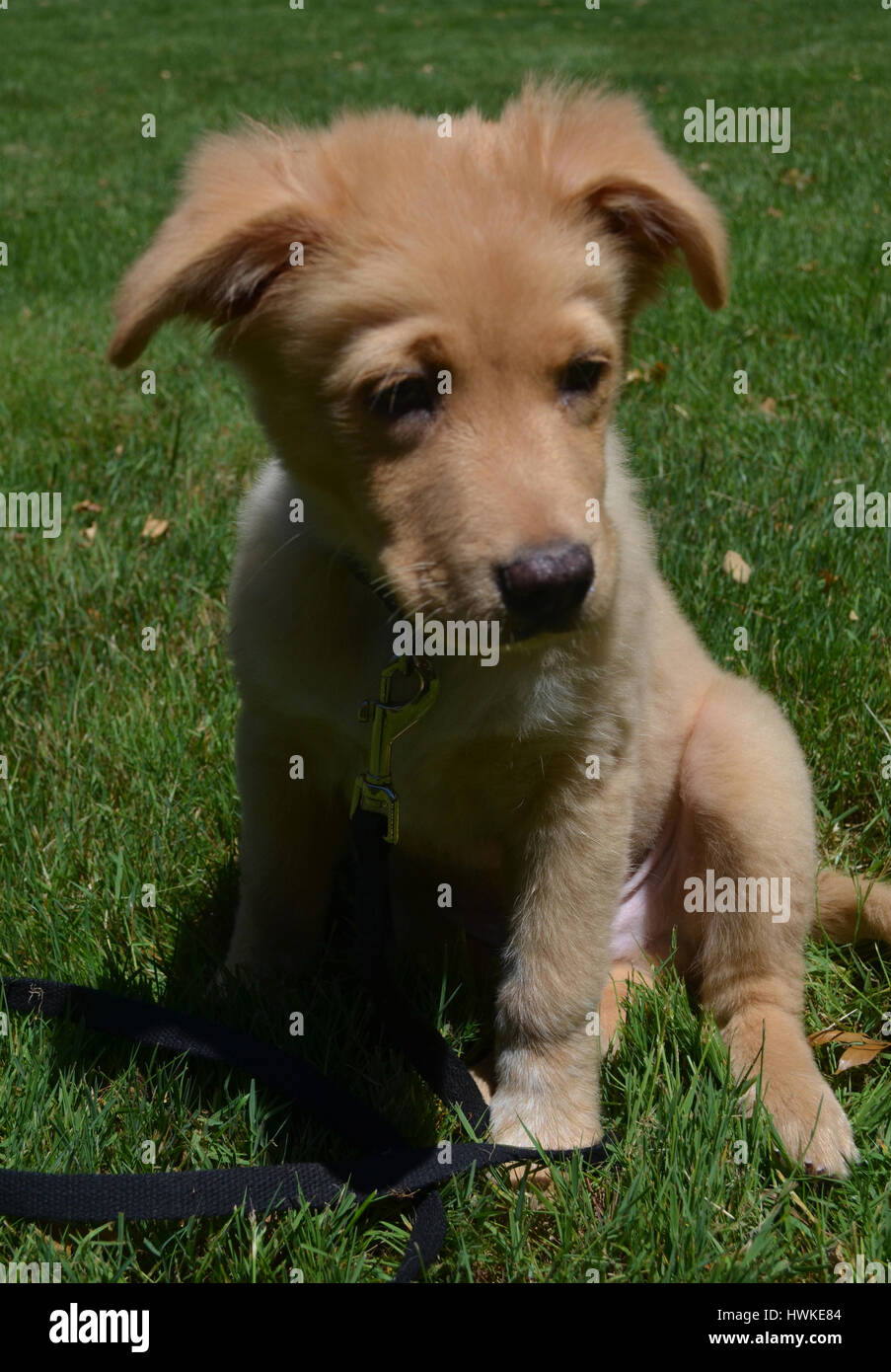 Concerned expression on the face of this super cute toller puppy dog ...