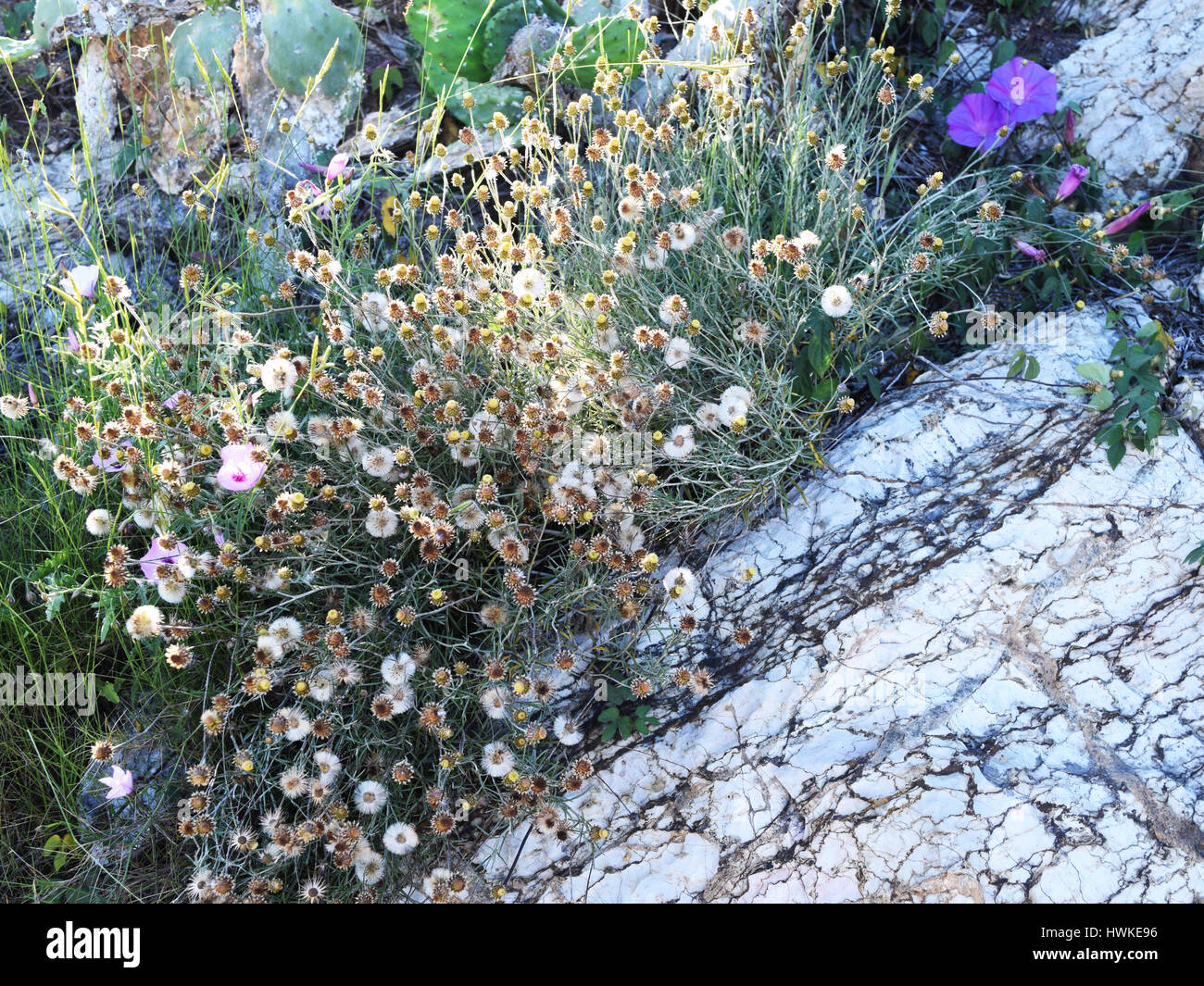 Flower growing out of rocks hi-res stock photography and images - Alamy
