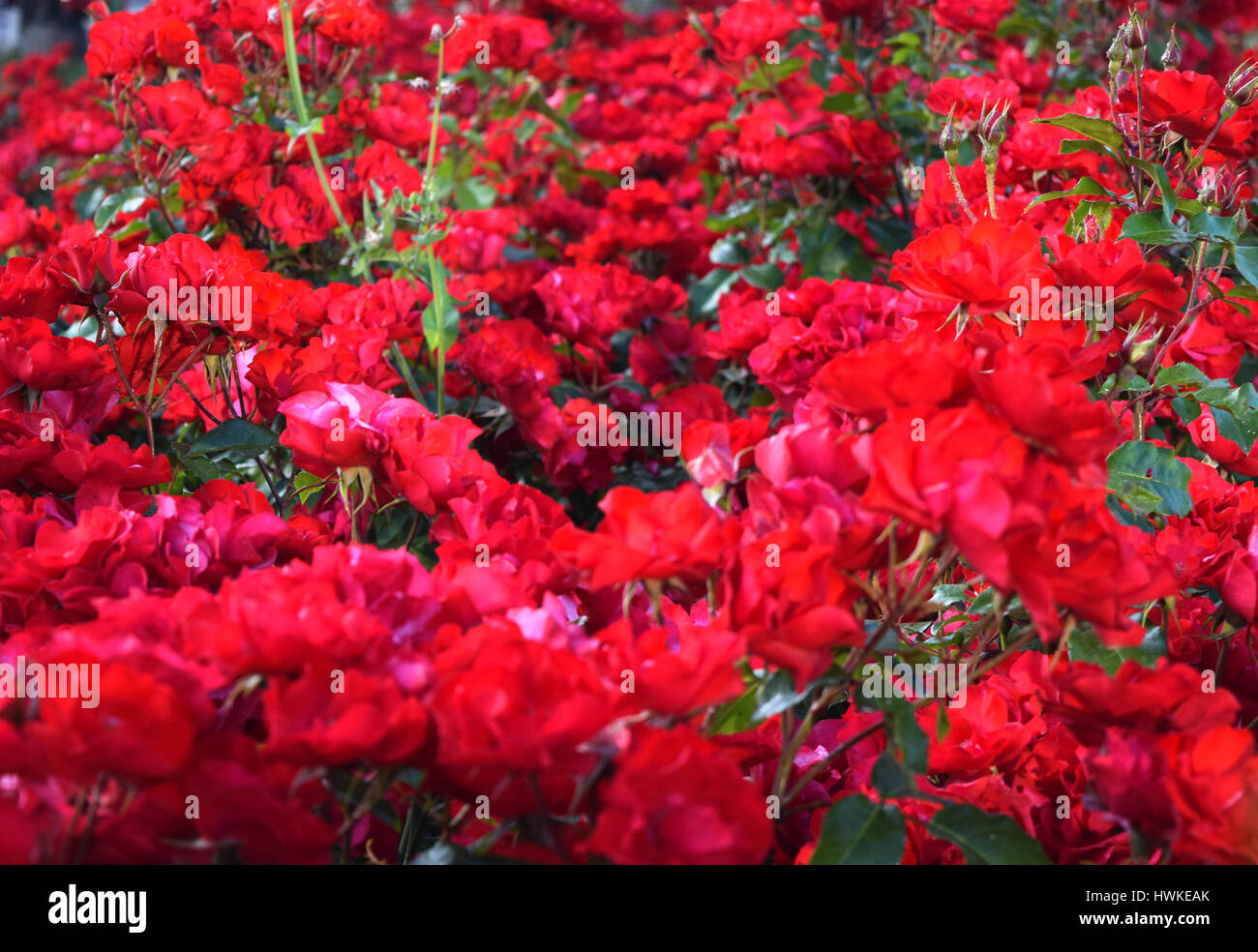 Field of blooming red roses Stock Photo - Alamy