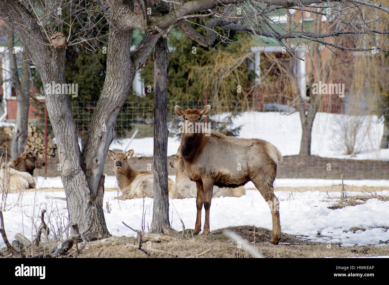 Native american canada farm hi-res stock photography and images - Alamy