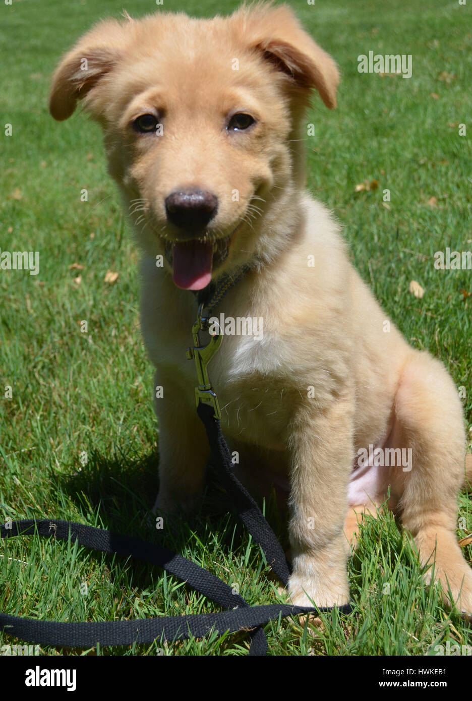Little River Duck Dog High Resolution Stock Photography and Images - Alamy