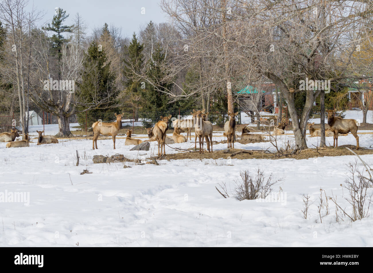 Native american canada farm hi-res stock photography and images - Alamy