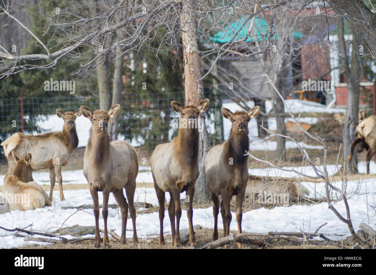 Native american canada farm hi-res stock photography and images - Alamy