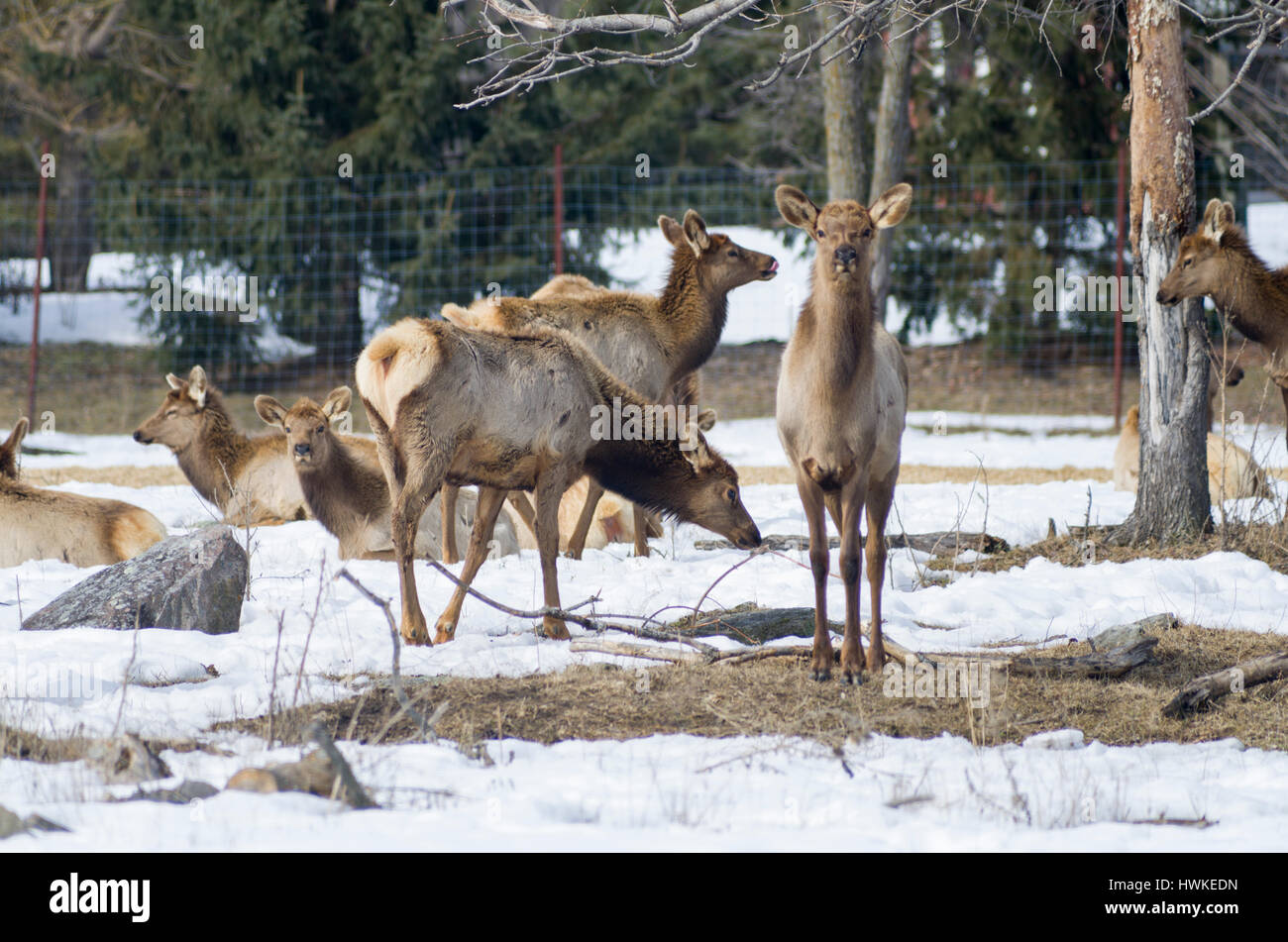 Native american canada farm hi-res stock photography and images - Alamy