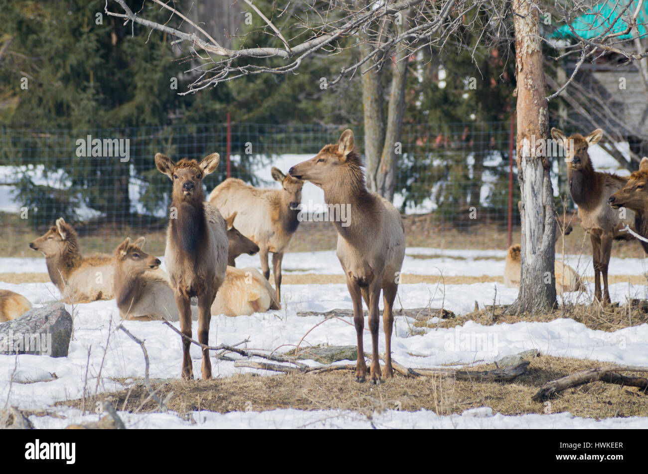 Native american canada farm hi-res stock photography and images - Alamy