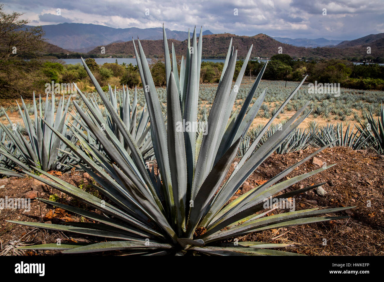 A field of blue agave in a tequila manufacturing region near Santa ...