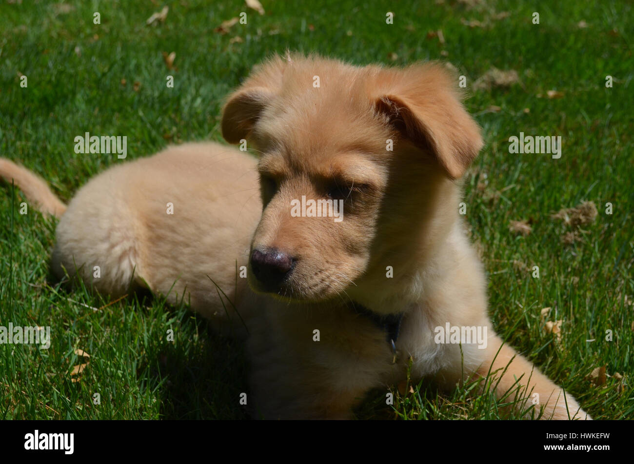 Toller Down High Resolution Stock Photography and Images - Alamy