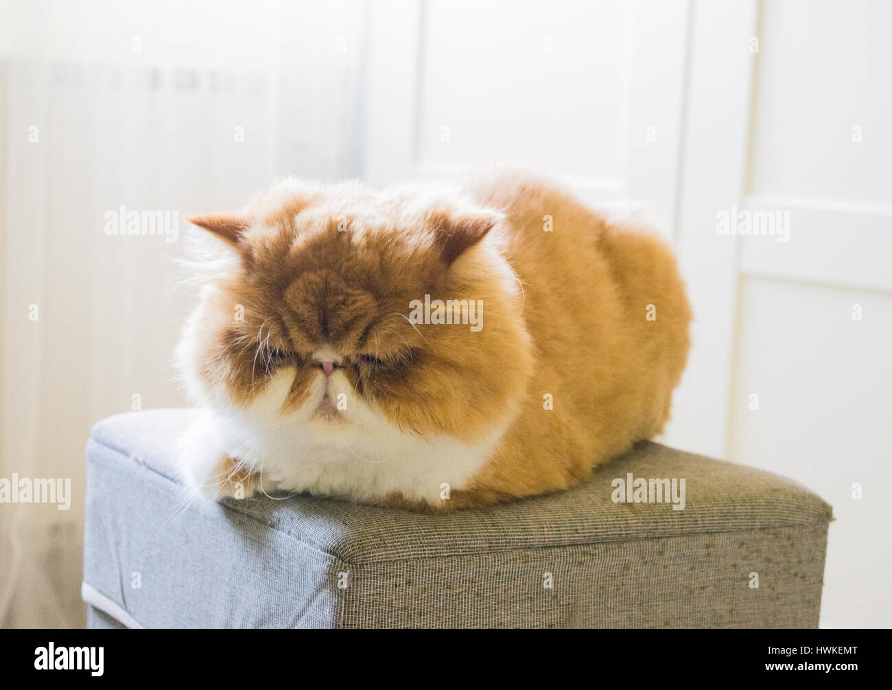 Ginger groomed persian cat, cut hair, grumpy cat Stock Photo - Alamy