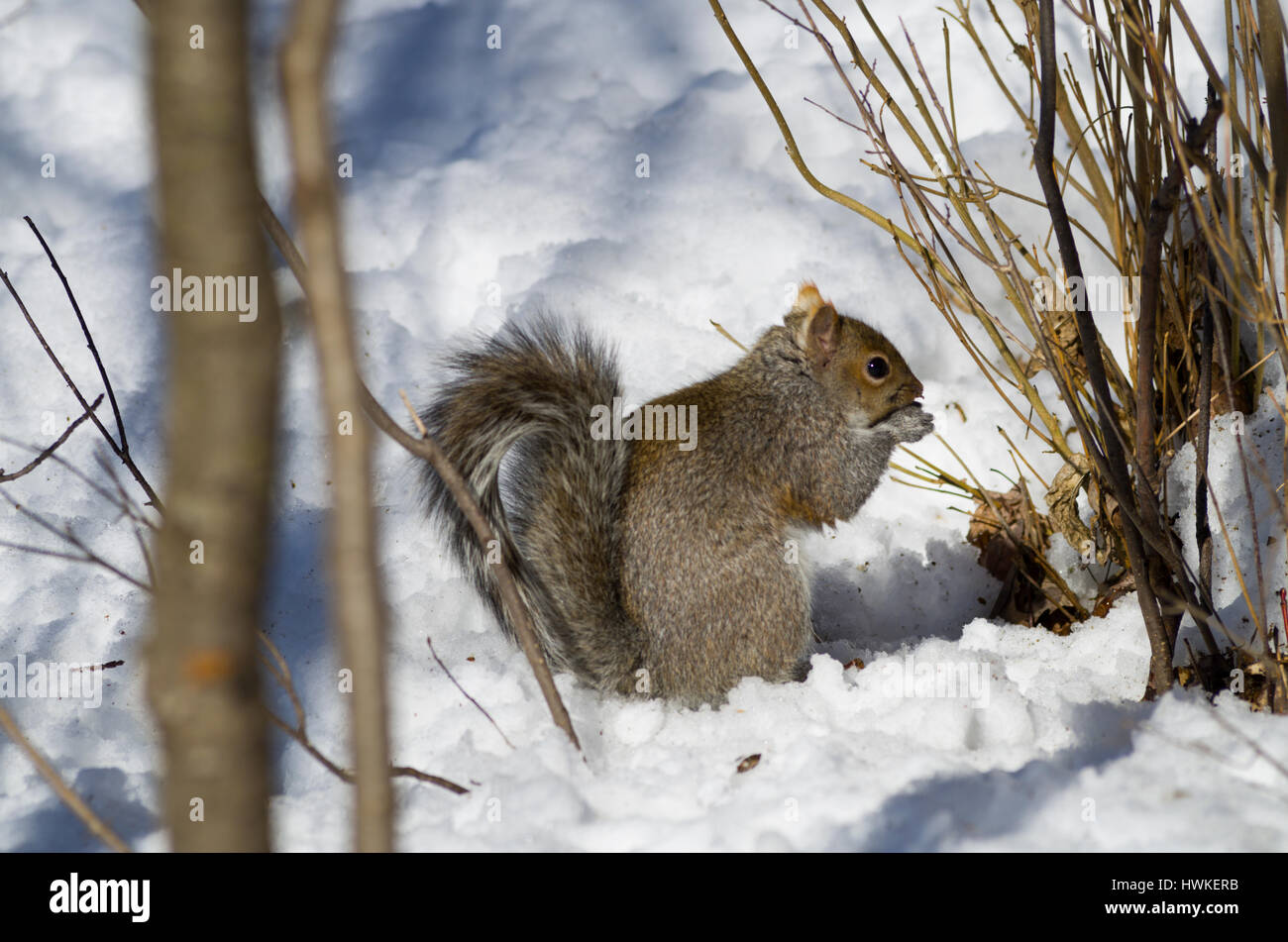 eastern gray squirrel Stock Photo - Alamy