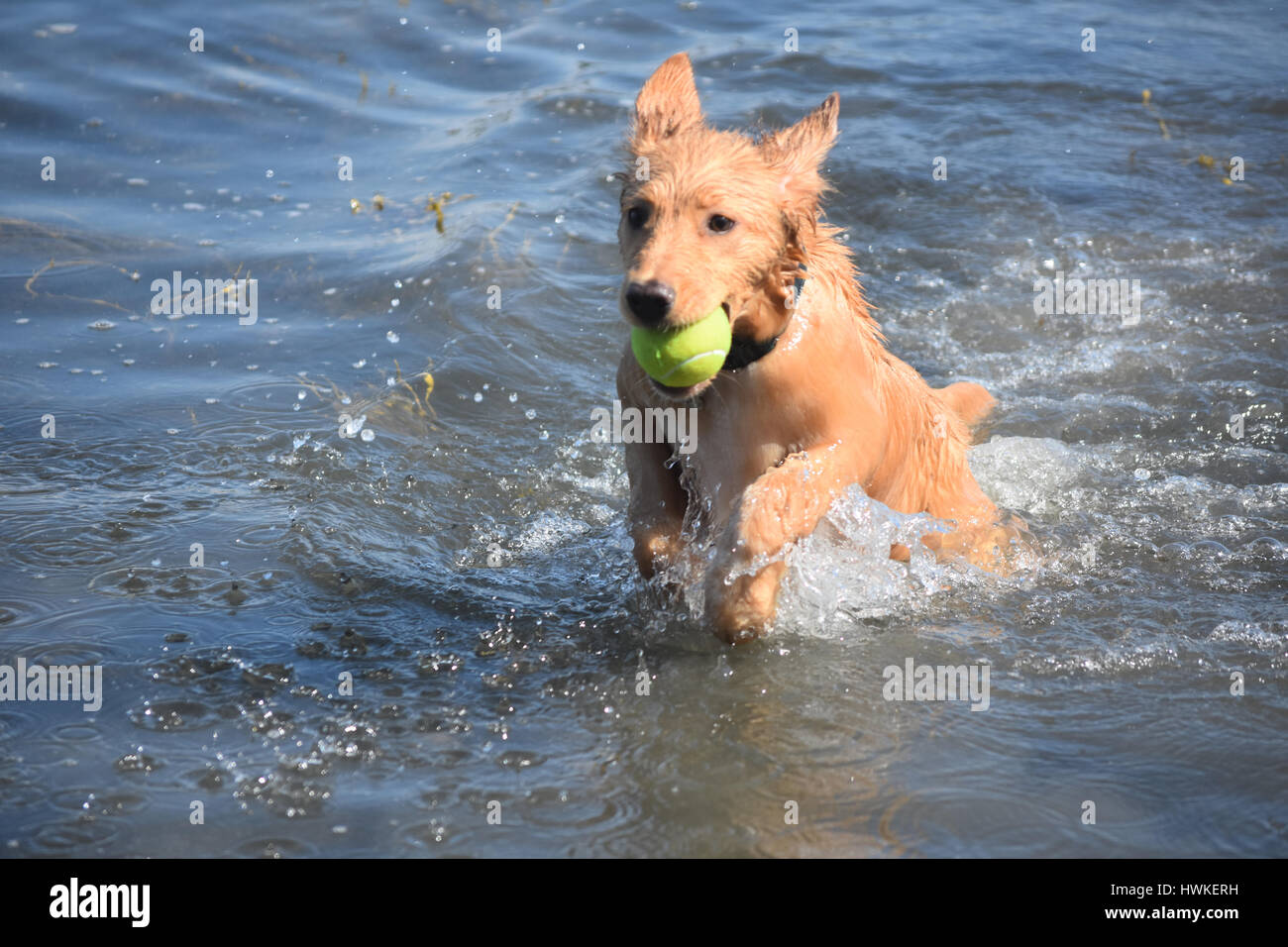 Really cute splashing little red duck dog in the ocean with a tennis ...