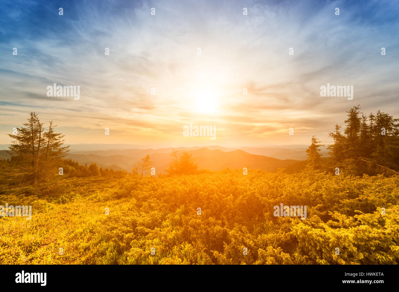 Alpine vegetation alpine fir trees hi-res stock photography and images ...