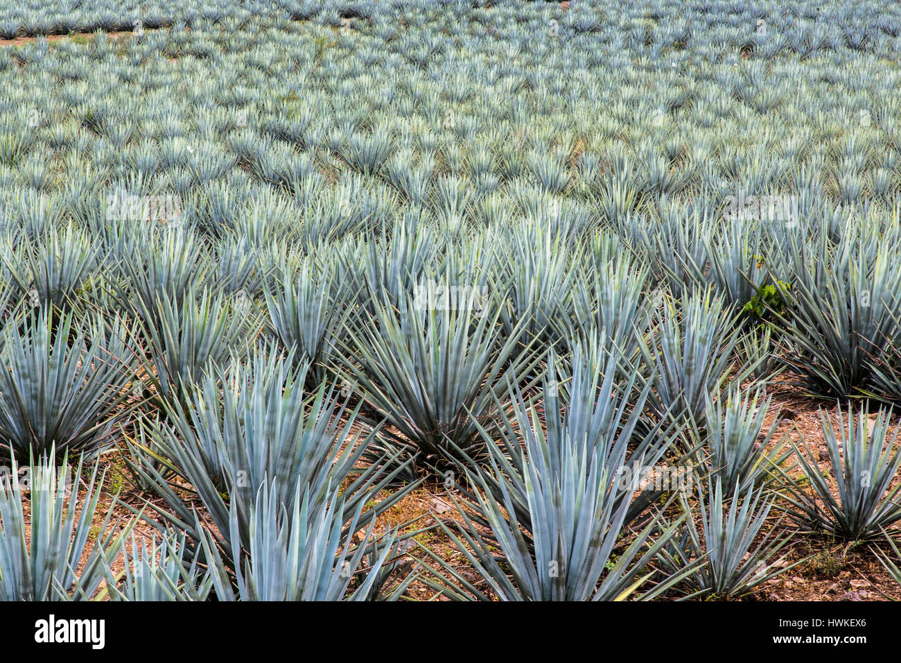 A field of blue agave in a tequila manufacturing region near Santa ...