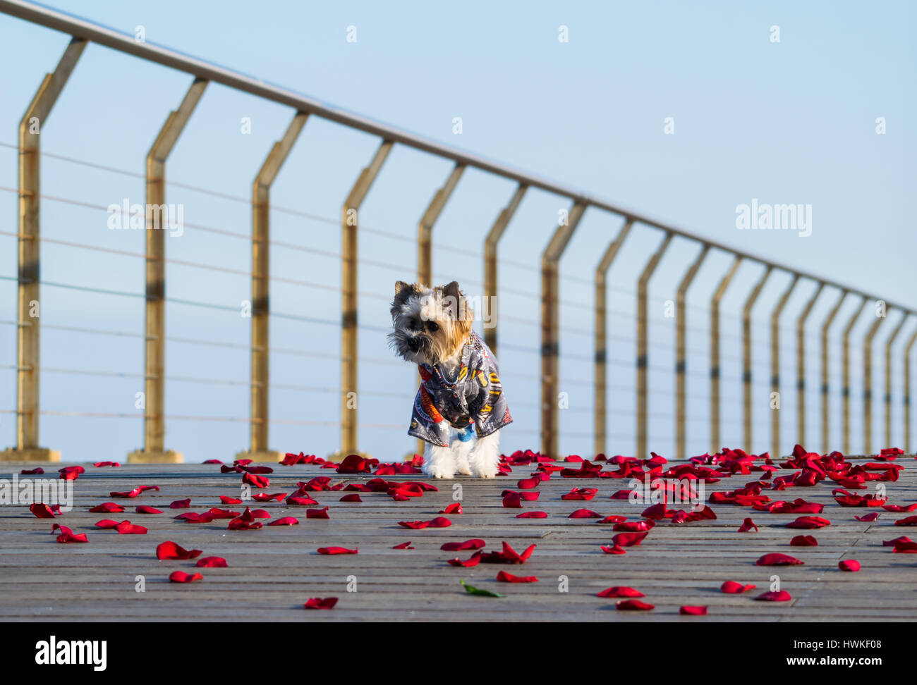 Walking on rose petals hi-res stock photography and images - Alamy