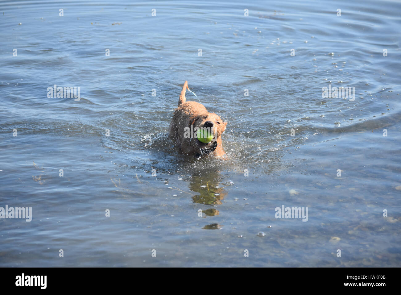 Retriever laying down ball hi-res stock photography and images - Alamy