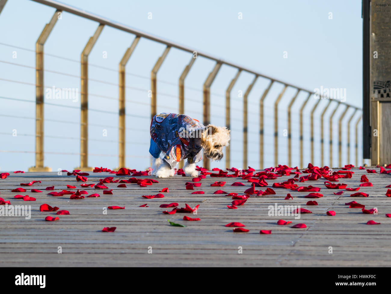 Walking on rose petals hi-res stock photography and images - Alamy