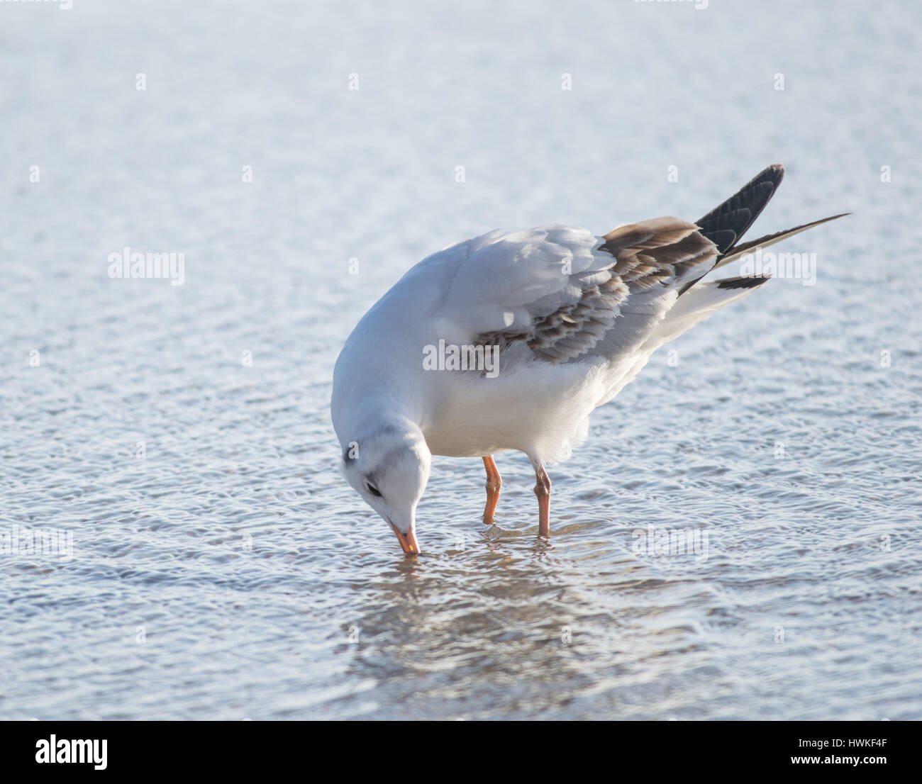 Seagull drinking water hi-res stock photography and images - Alamy