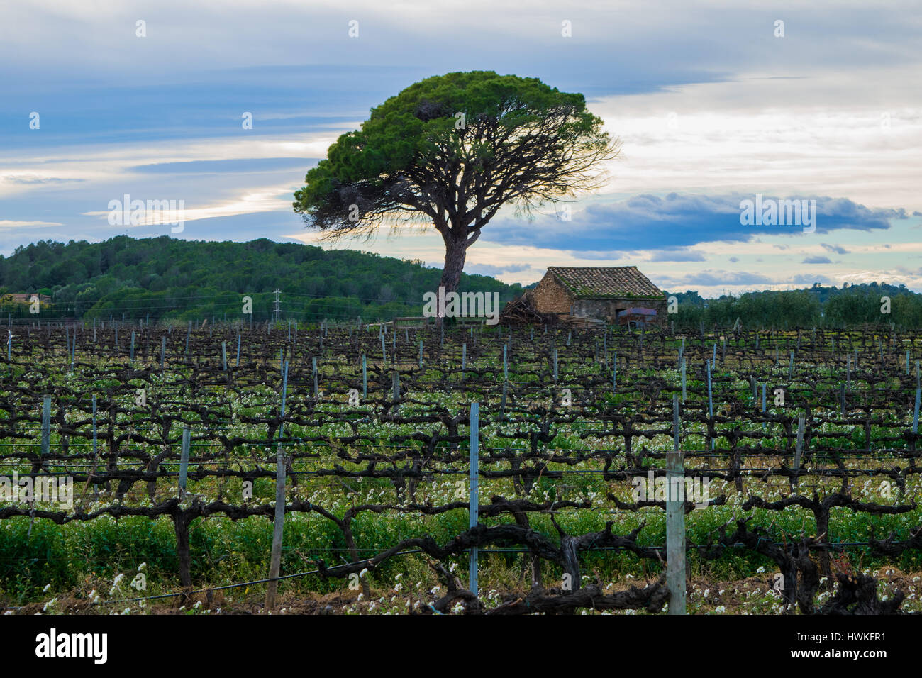 Vineyard field in early spring hi-res stock photography and images - Alamy