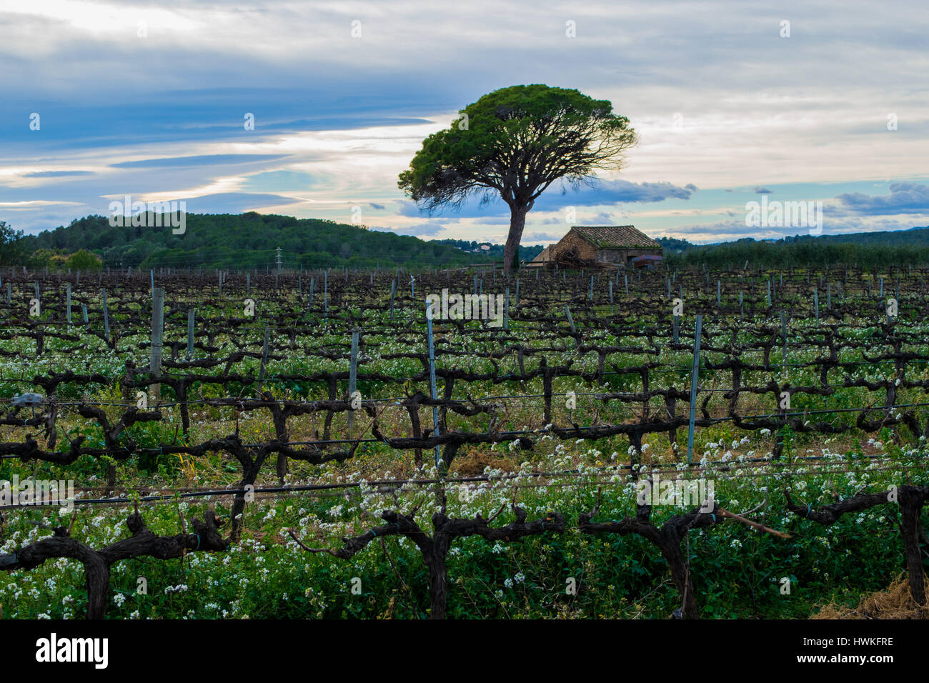 Vineyard field in early spring hi-res stock photography and images - Alamy