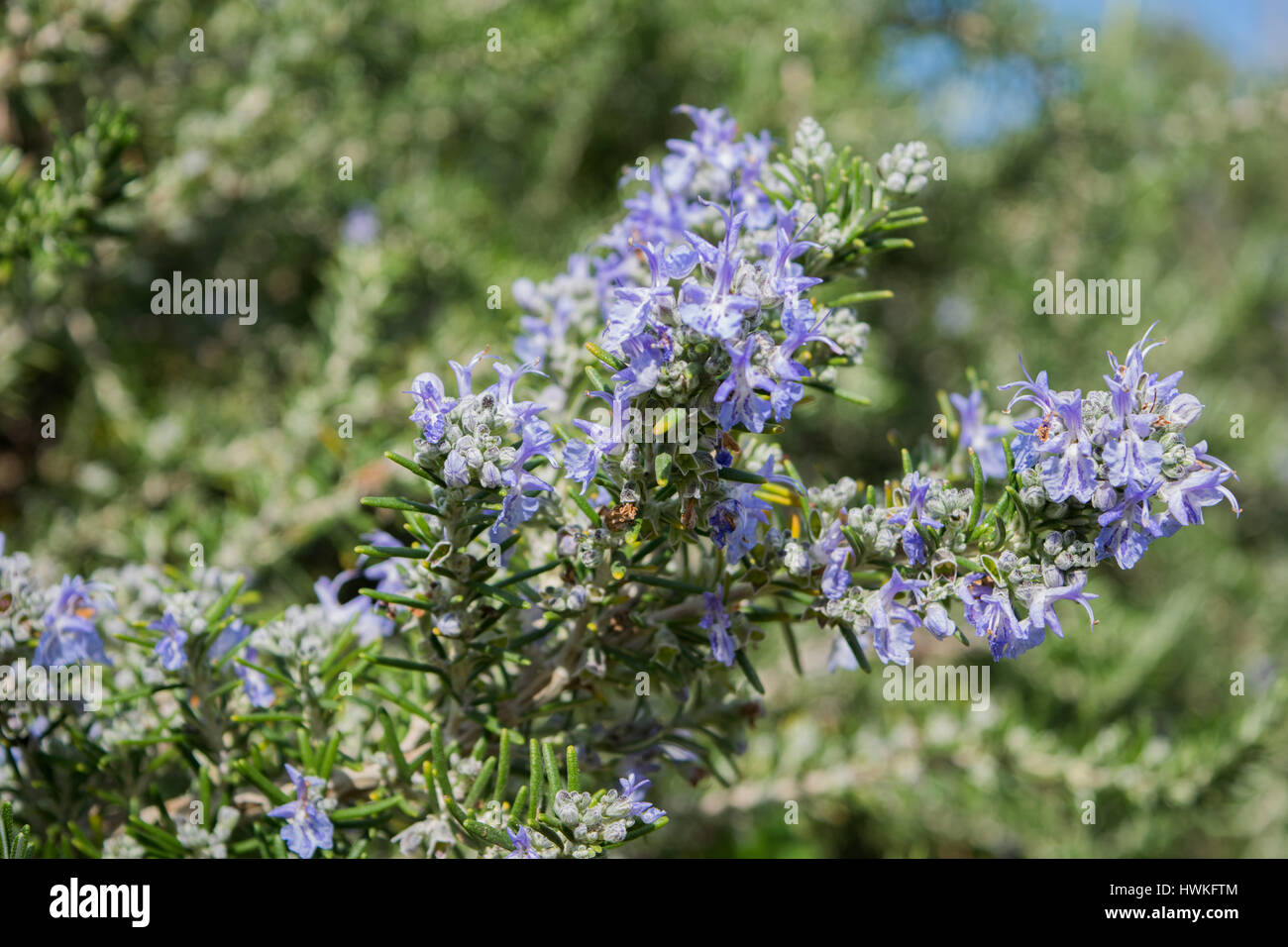 spring rosemary flowering branches in full bloom. blossoming rosemary ...