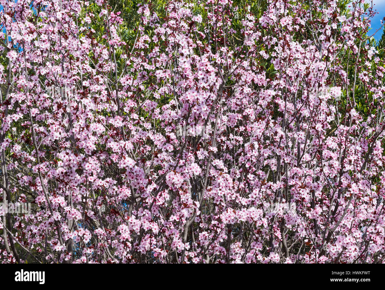 Spring tree blossom, pink flowers background Stock Photo - Alamy
