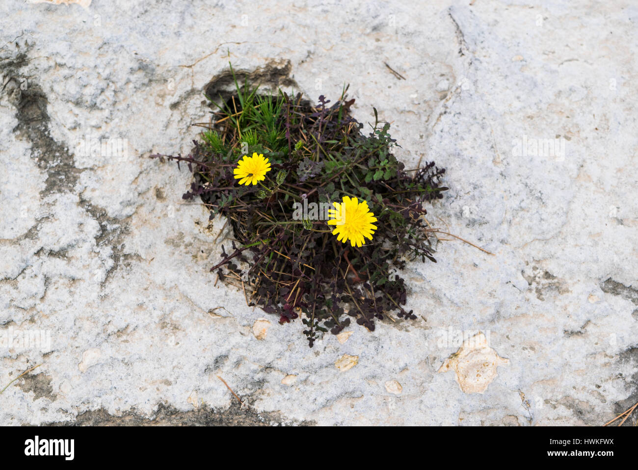 Yellow flowers growing rocks hi-res stock photography and images - Alamy
