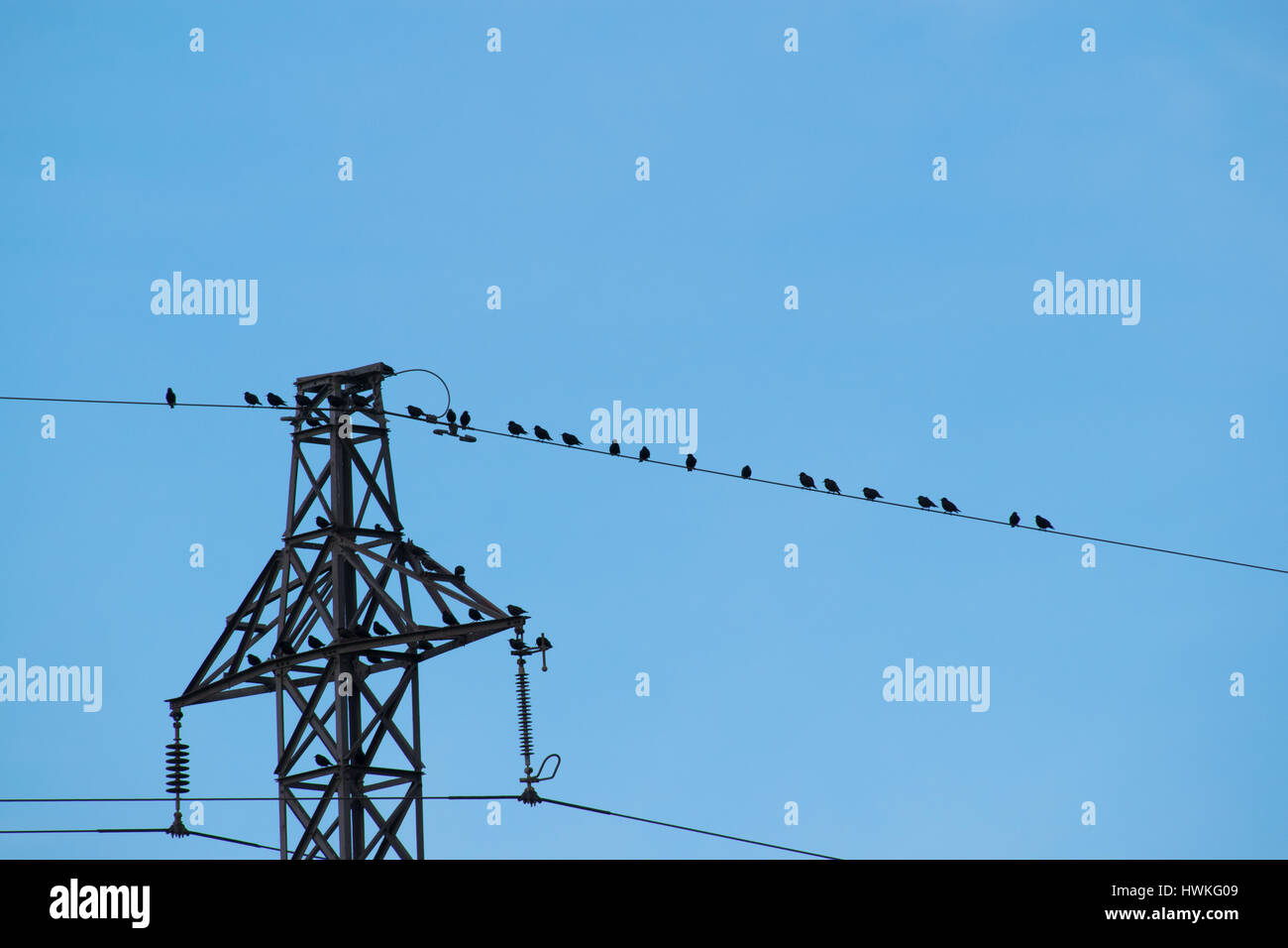 Pigeon sitting on power line hi-res stock photography and images - Alamy