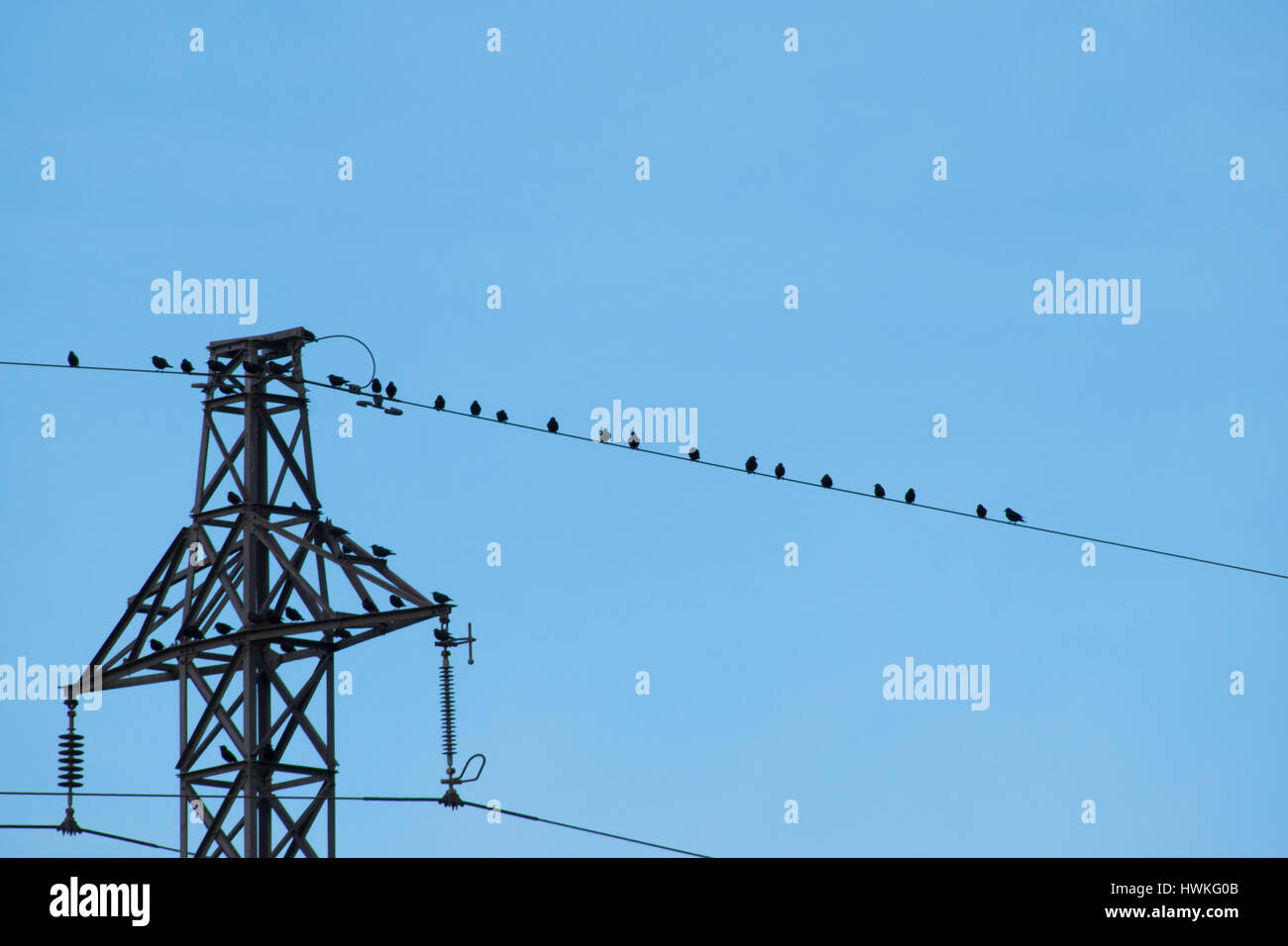 Pigeon sitting on power line hi-res stock photography and images - Alamy