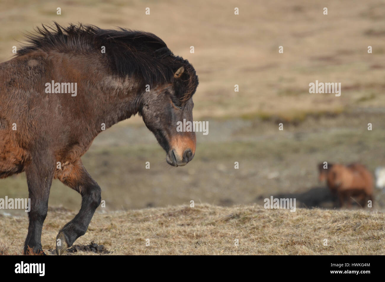 High stepping hi-res stock photography and images - Alamy